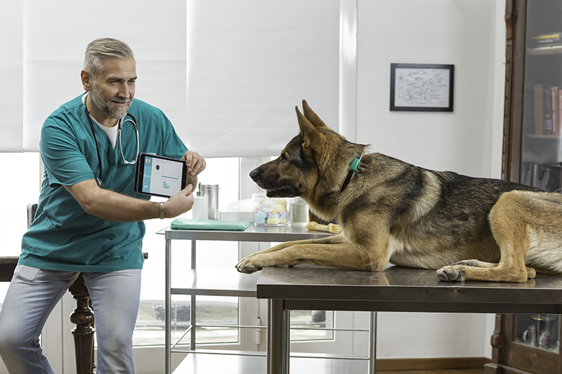 How to use dog collar monitors in your vet practice – Veterinary ...