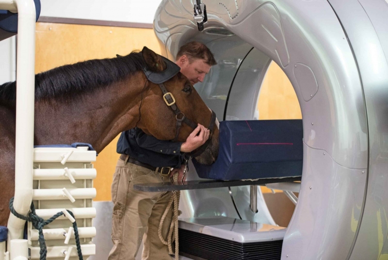 Large animal diagnostic equipment changing equine health - Veterinary ...