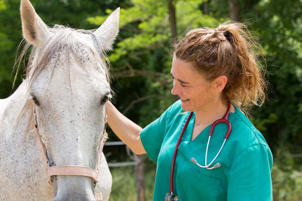 Safety measures vets should take around horses - Veterinary Practice ...