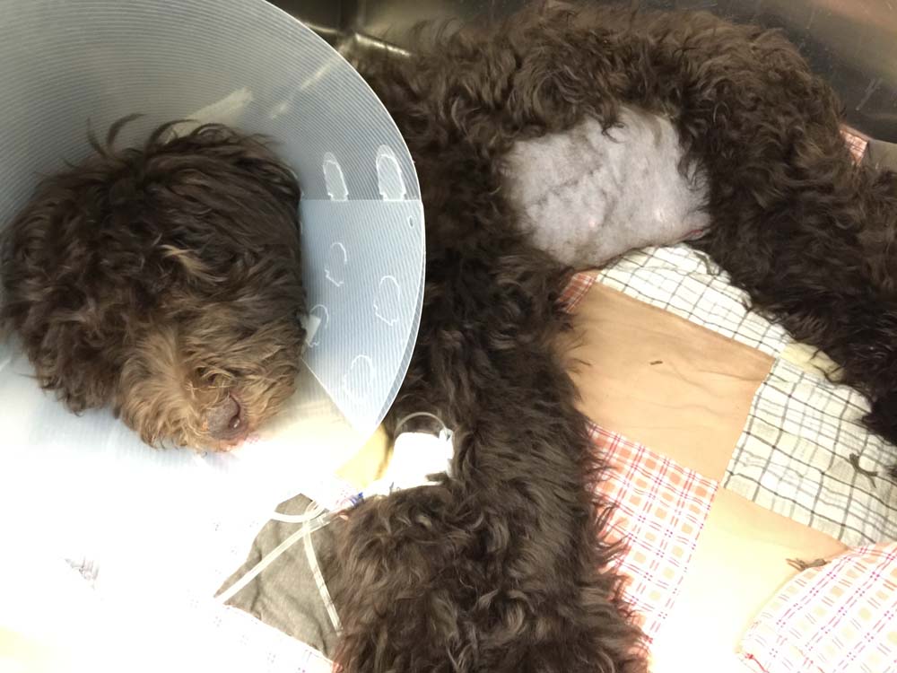 20 ways to give top-notch pet patient care - Veterinary Practice News ...