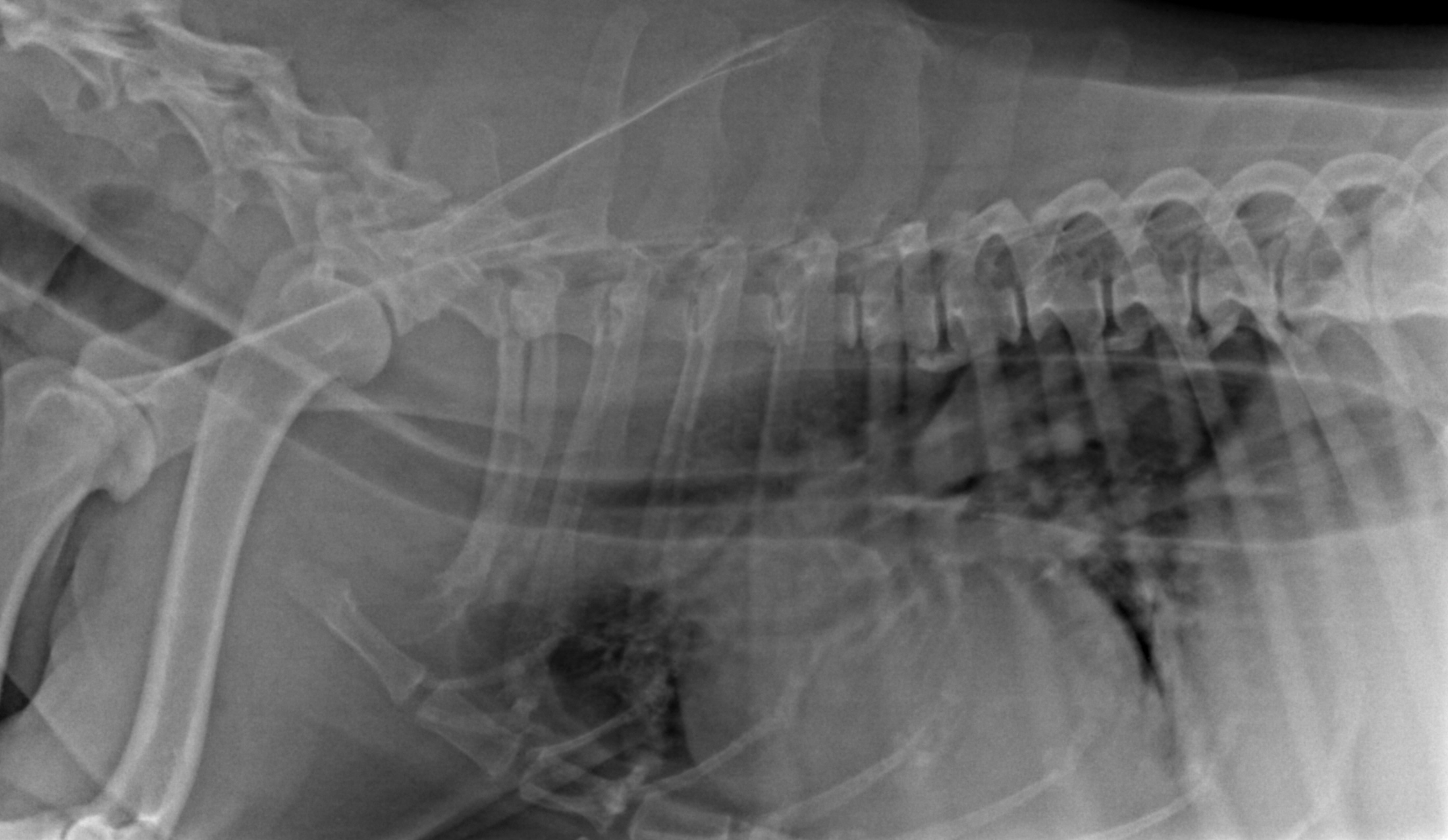 How 'Lar Par' is multifaceted but treatable - Veterinary Practice News