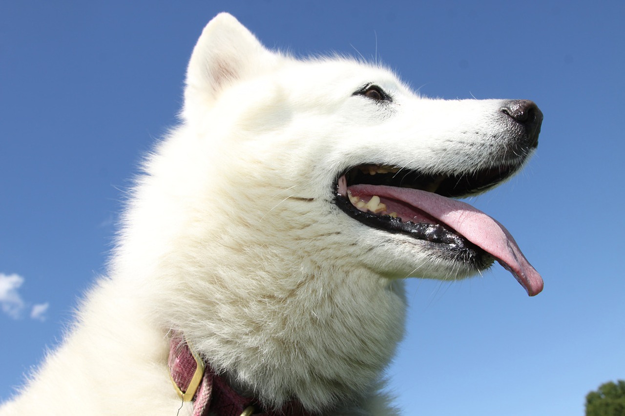 The solution to pollution? Dilution! - Veterinary Practice News Canada