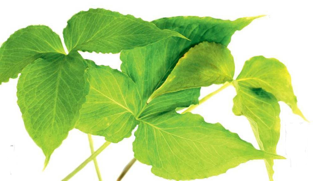 Pinellia: What you need to know about this Chinese herb - Veterinary ...
