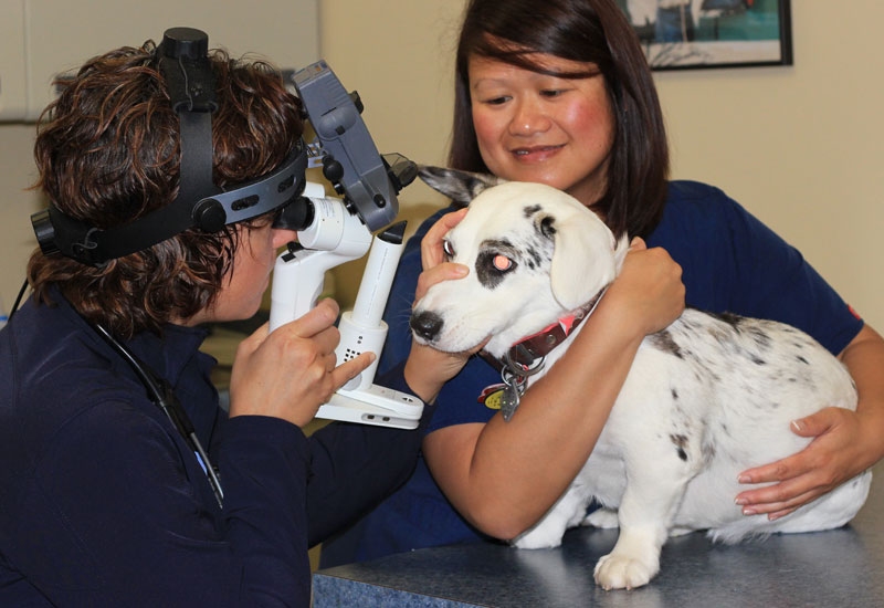 Free eye exams for service animals returns for its 10th year ...