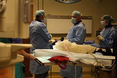 Oklahoma State vets perform first-ever heart surgery on a sheep ...
