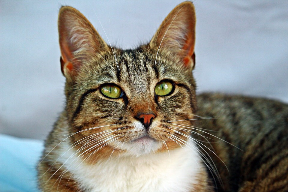 Study reveals ways to determine surgical margins for feline tumors ...