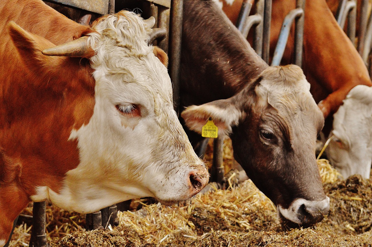USDA, NIFA award $4.3 million to 48 veterinarians - Veterinary Practice ...