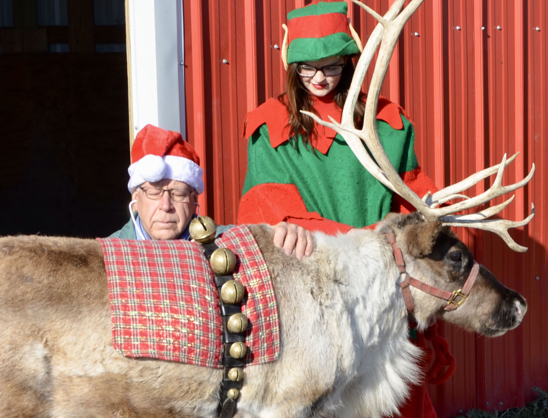Santa's reindeer cleared for flight after annual veterinary exam, AVMA ...
