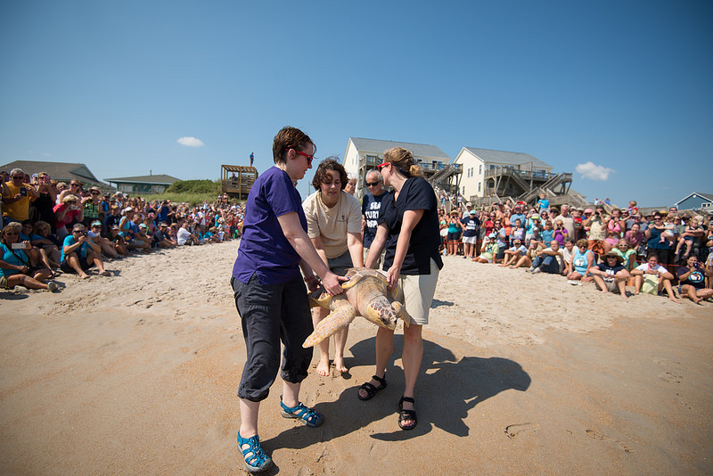 NC vet college celebrates 20-Year partnership with turtle rescue group ...