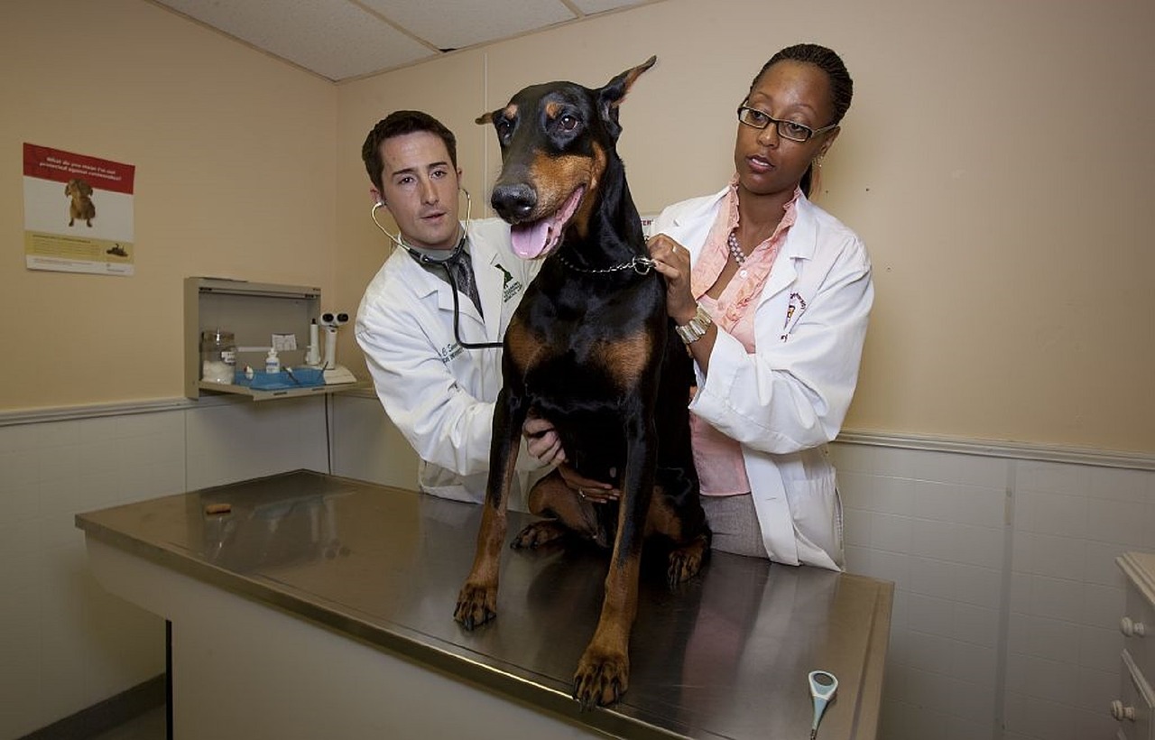 The 7 top challenges facing veterinary medicine in 2017 - Veterinary ...