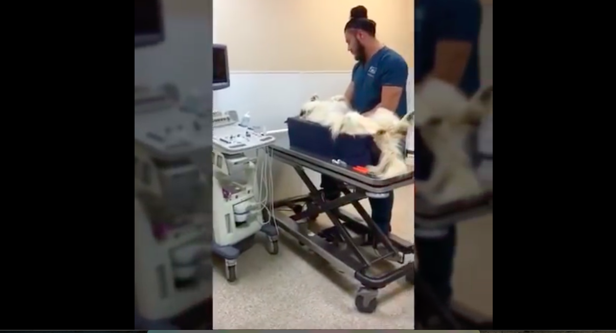 Vet clinic does the #MannequinChallenge - Veterinary Practice News Canada